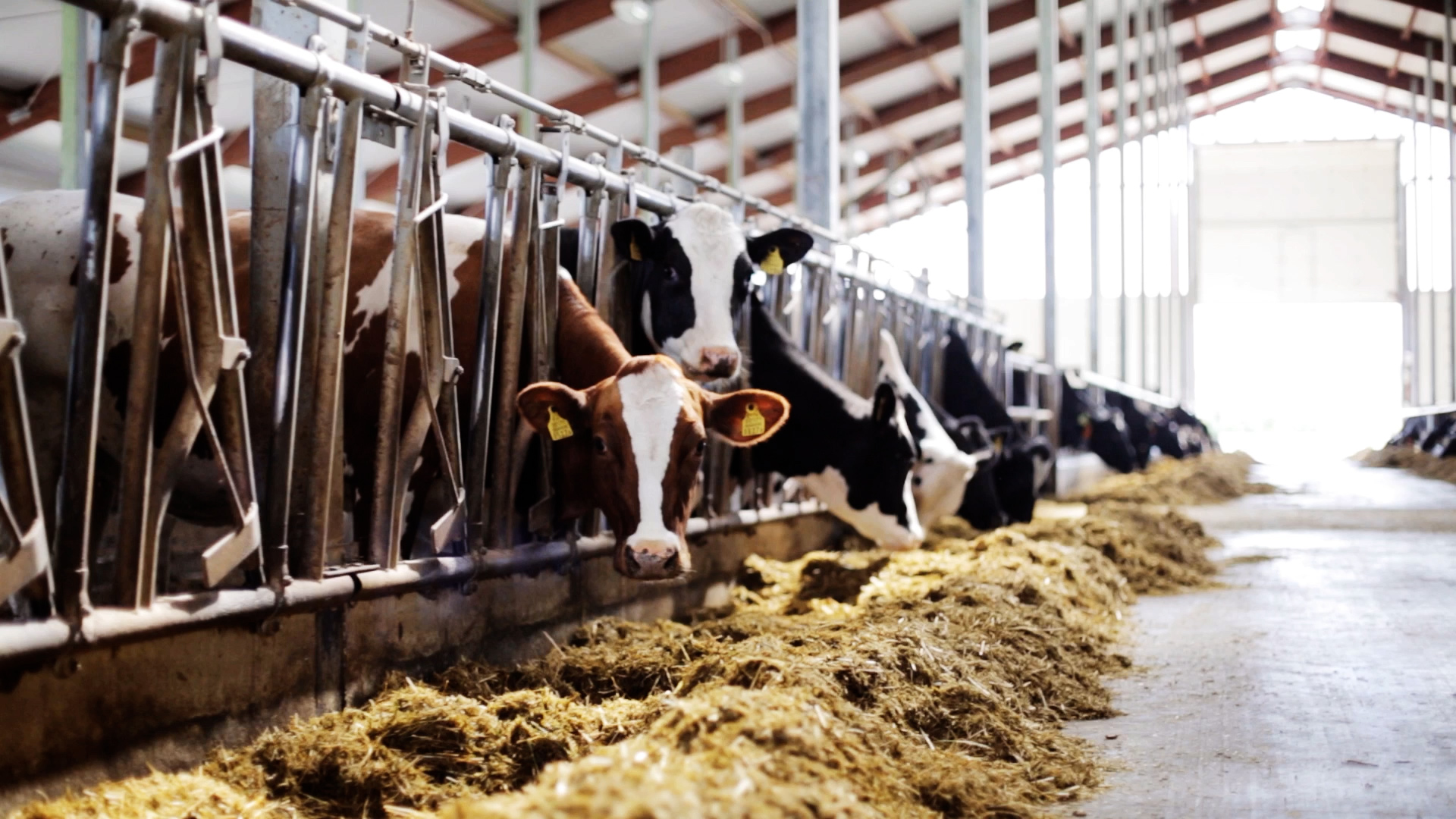 Biofix – Toxin Neutralizer & Binder with DNB complex