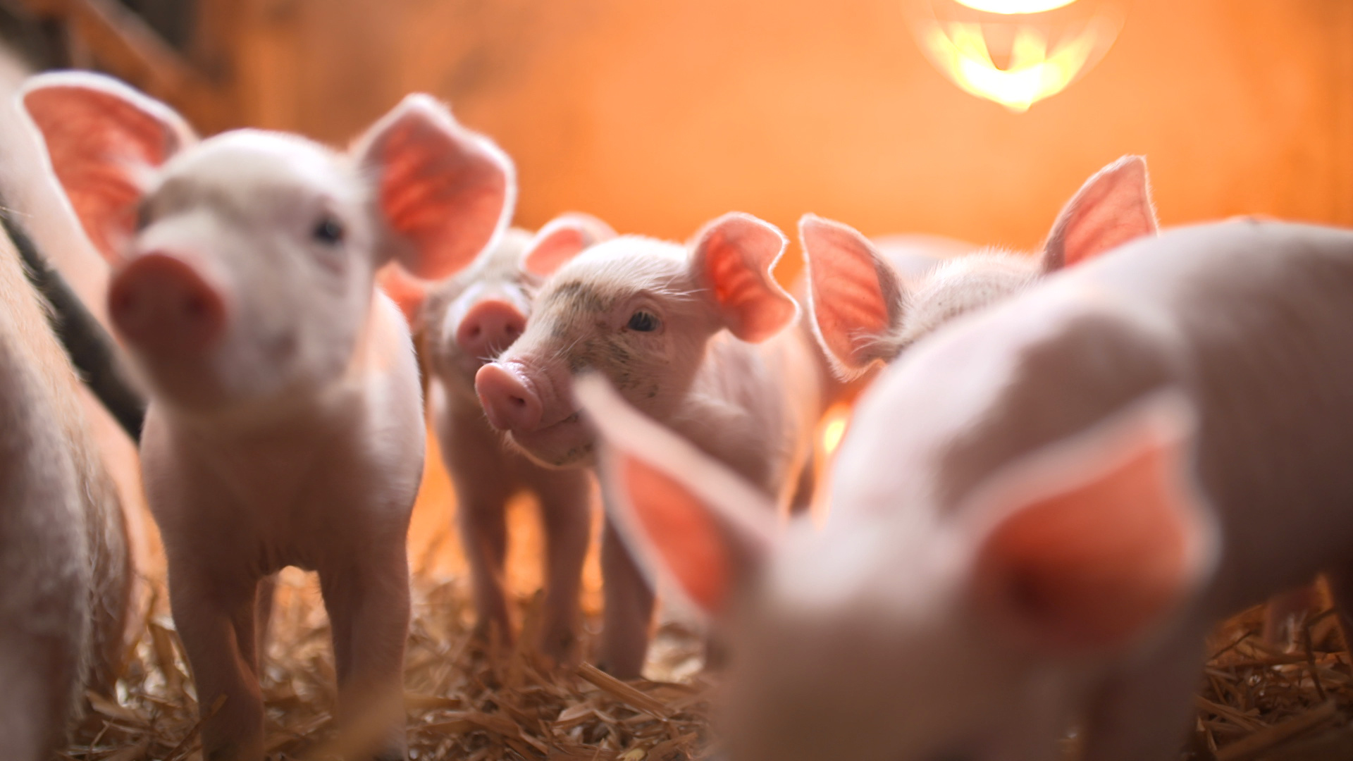 We bring value to the pork chain - Bios Agri